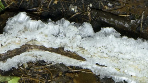 Footagen Wood Stock Videos – Royalty-Free HD & 4K Videos