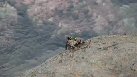 A unique small crab with a black body an... | Stock Video | Pond5