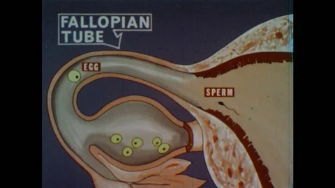 Female Sprem Stock Videos – Royalty-Free HD & 4K Videos | Pond5