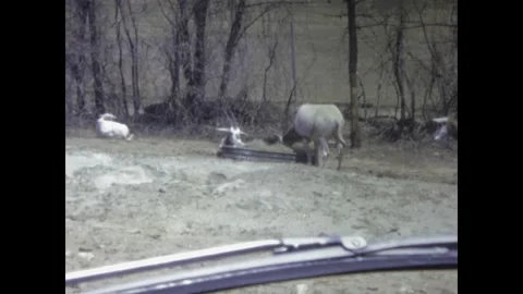 Vintage Zoo Animals Stock Footage ~ Royalty Free Stock Videos | Pond5