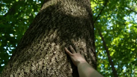 Unity with nature. Man touching tree in ... | Stock Video | Pond5