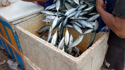 Unloading Process of Fresh Sea Fish from... | Stock Video | Pond5