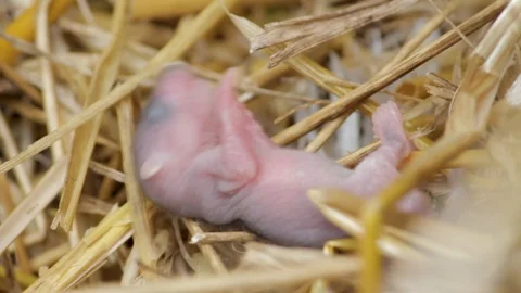 Mouse Crawling Stock Videos – Royalty-Free HD & 4K Videos