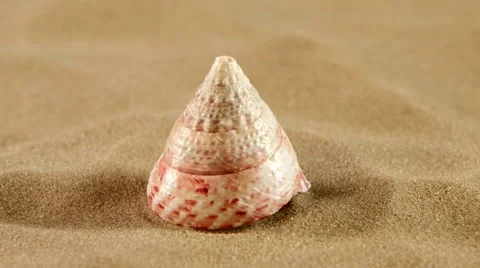 Unusual pink ocean shell with sand on bl... | Stock Video | Pond5