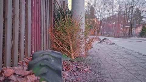 Unwanted Spruce Christmas Tree Dumped on... | Stock Video | Pond5