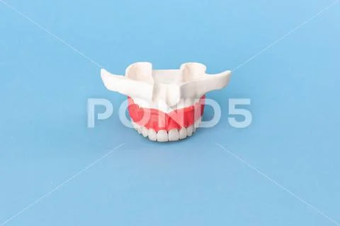 Upper human jaw with teeth anatomy model isolated on blue background ...