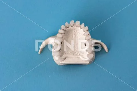 Upper human jaw with teeth anatomy model isolated on blue background ...