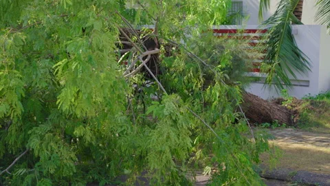 An uprooted tree in a residential area a... | Stock Video | Pond5