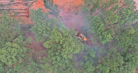 Uprooting of trees use a dozer during th... | Stock Video | Pond5