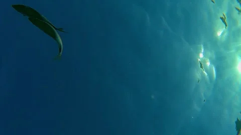Upside down view of two fish swimming un... | Stock Video | Pond5