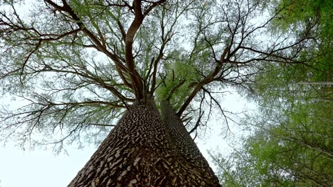 "Upward View of Tall Tree Trunk and Bran... | Stock Video | Pond5