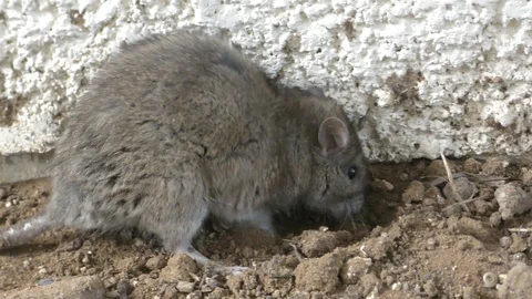 An urban dirty, ugly rat digging in the ... | Stock Video | Pond5