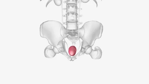 Bladder Injury Stock Video Footage | Royalty Free Bladder Injury Videos ...