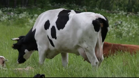 Animal Cow Urination Stock Videos – Royalty-Free HD & 4K Videos