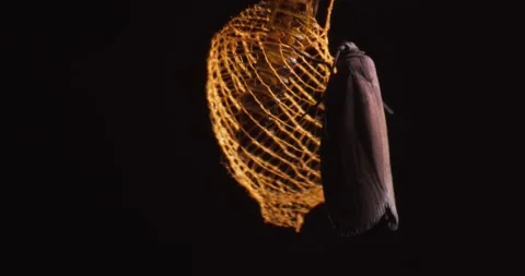 Urodid moth excreting liquid after its m... | Stock Video | Pond5