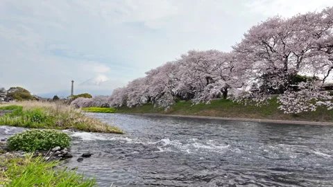 Urui River Sakura with a view of the mou... | Stock Video | Pond5