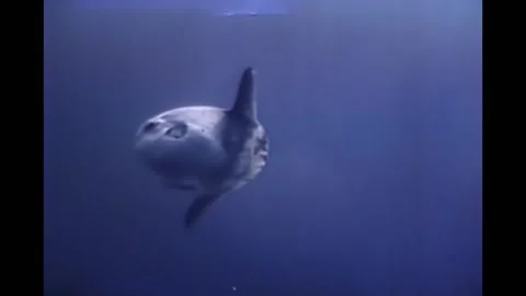 US - 1954 - in this documentary, this cl... | Stock Video | Pond5