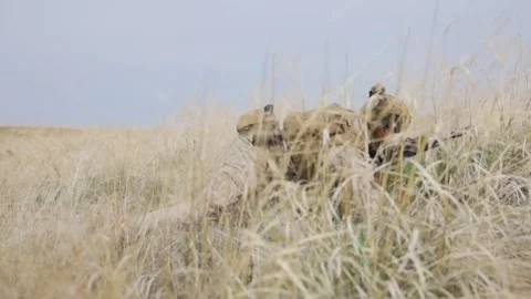U.S. Marine sniper crawling and taking c... | Stock Video | Pond5