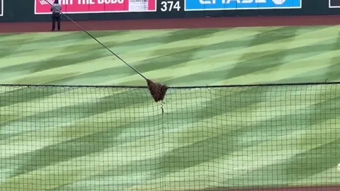 Mlb Stock Video Footage | Royalty Free Mlb Videos | Pond5