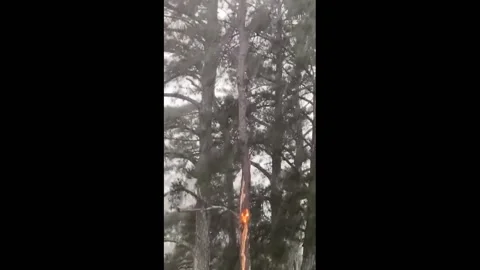 Lightning Strikes Tree Stock Video Footage | Royalty Free Lightning ...