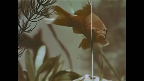 Fish Fins Animation Stock Footage ~ Royalty Free Stock Videos | Pond5