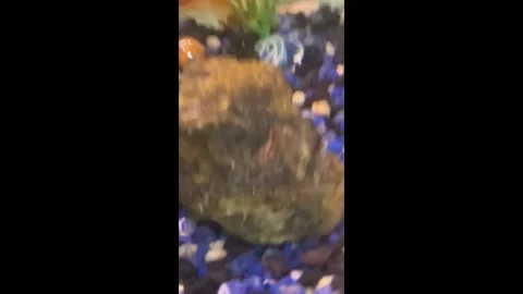 Fish Alarm Stock Videos – Royalty-Free HD & 4K Videos