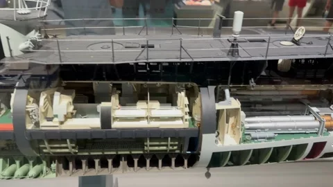 Bowfin Stock Video Footage | Royalty Free Bowfin Videos | Pond5