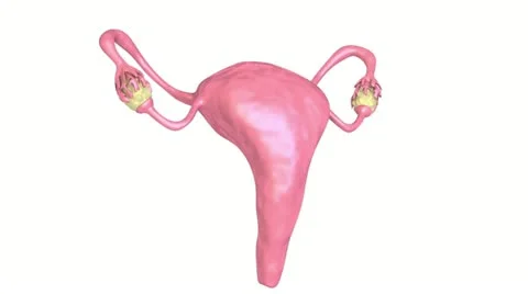 Uterus 3D Rotation Loop Animation | Stock Video | Pond5