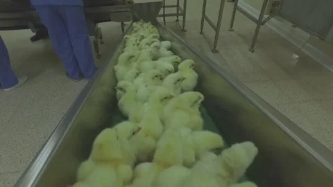 Vaccination For Chicken Stock Videos – Royalty-Free HD & 4K Videos | Pond5