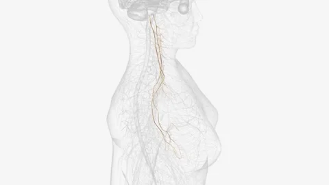 The vagus nerve (cranial nerve [CN] X) i... | Stock Video | Pond5