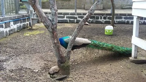 Vain Animals Stock Videos – Royalty-Free HD & 4K Videos