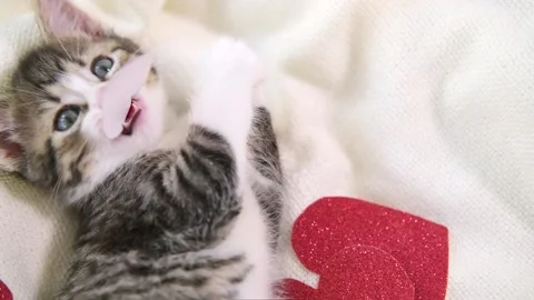 Cat Valentine Cute Stock Videos – Royalty-Free HD & 4K Videos | Page 6