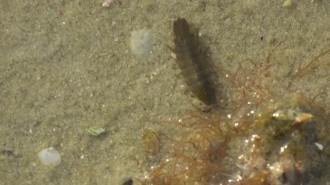 Isopod Stock Footage ~ Royalty Free Stock Videos | Pond5