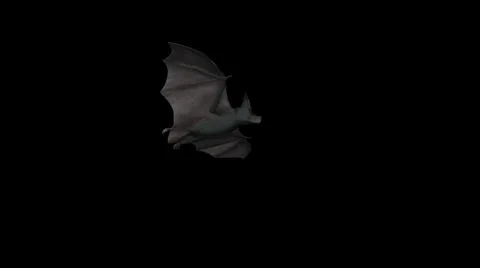 Vampire Bat 04 - Side Close Up - Flying ... | Stock Video | Pond5