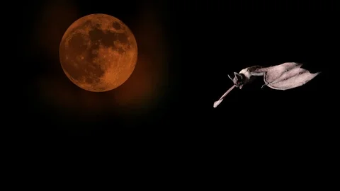 Blood Moon Stock Footage ~ Royalty Free Stock Videos | Pond5