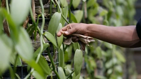 Vanilla Farmer Cleaning The Vanilla Tree... | Stock Video | Pond5