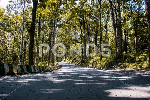 Vanishing point shot of a park road under the trees in Darjeeling ...