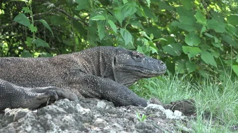 The varan of Komodo Island. Indonesia. V... | Stock Video | Pond5