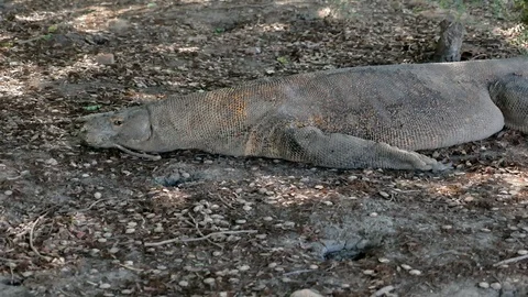 Comodo Stock Video Footage | Royalty Free Comodo Videos | Pond5