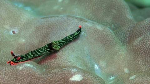 Variable neon slug (Nembrotha kubaryana)... | Stock Video | Pond5