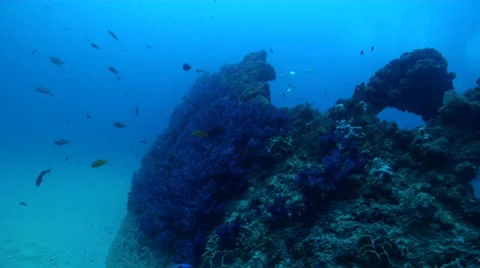 Variable soft coral feeding on deep hist... | Stock Video | Pond5