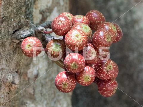 Variegated Fig (Ficus variegata) fruits ripening on tree trunk. Stock ...