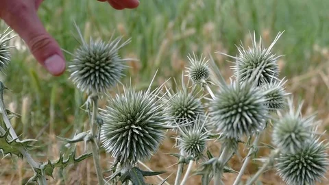 varieties of thorns in nature, strong an... | Stock Video | Pond5