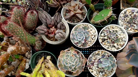 Variety kind of cactus pots plant top vi... | Stock Video | Pond5