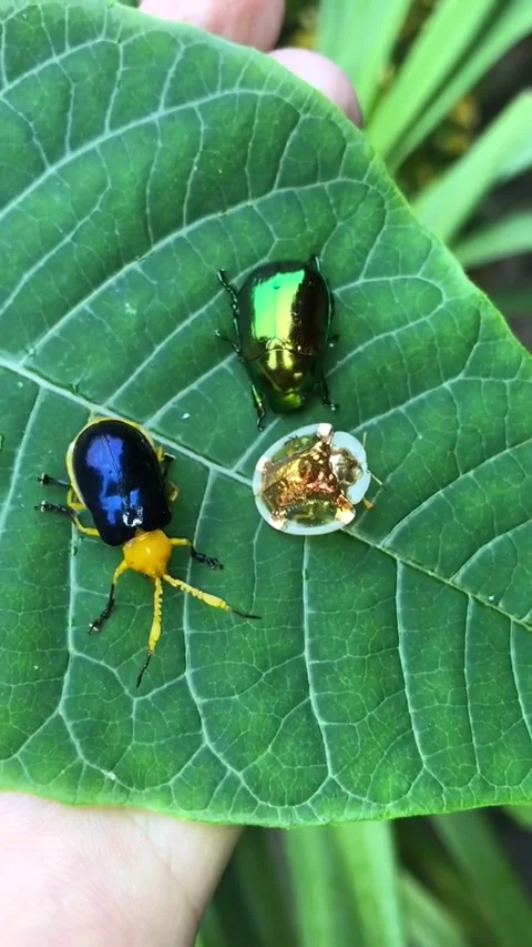 Variety of Strange Beetles, Doi Khun Tan... | Stock Video | Pond5