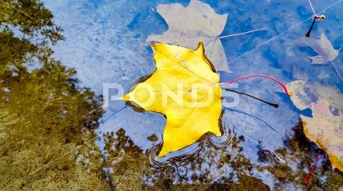 Various dead tree leaves in fall colors floating on water surface with ...