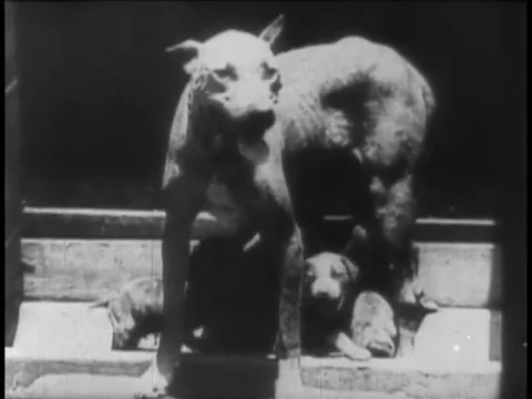 Boarding Dogs Stock Videos – Royalty-Free HD & 4K Videos | Pond5