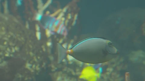 Various Tropical Fish of Pacific Ocean | Stock Video | Pond5