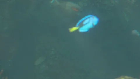 Various Tropical Fish of Pacific Ocean | Stock Video | Pond5
