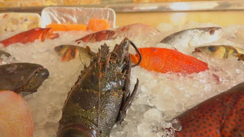 Various types of fish and crustaceans | Stock Video | Pond5